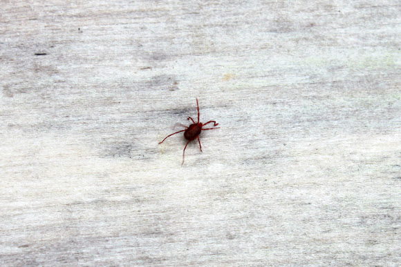 Velvet mite | Project Noah