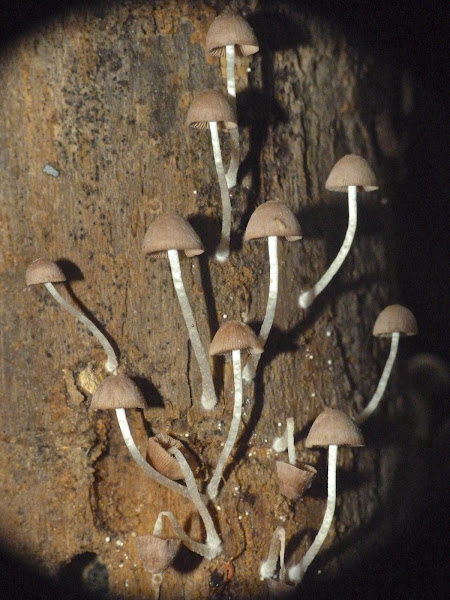 Mycena sp. | Project Noah