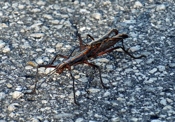 Southern Two-striped walking stick | Project Noah