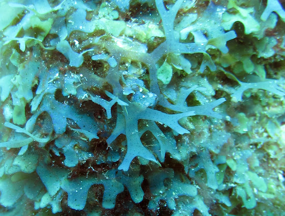 Y-branched Algae | Project Noah