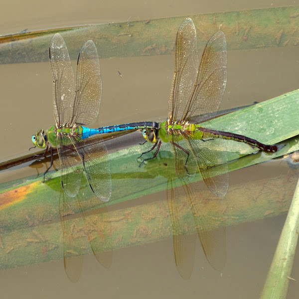 Common Green Darner dragonfly (mating pair, in tandem, oviposition ...