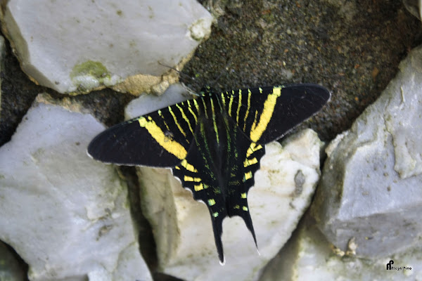 Urania Swallowtail Moth | Project Noah
