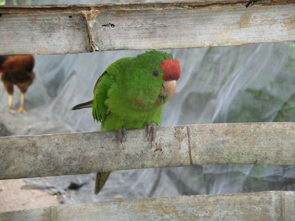 perico de frente escarlata - Scarlet-fronted Parakeet (Conure ...