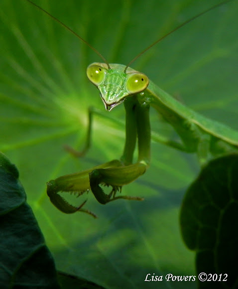 Mantis | Project Noah