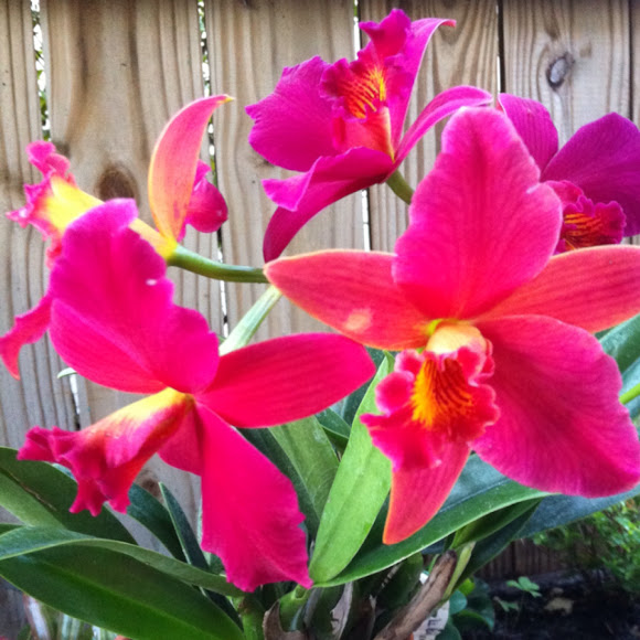 Cattleya hybrid (Buu Lady) | Project Noah