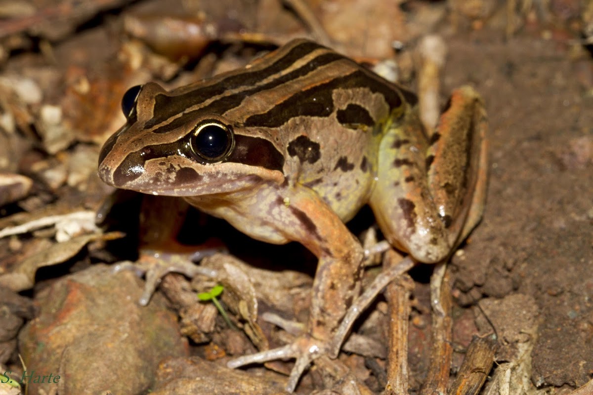 Striped Marsh Frog | Project Noah