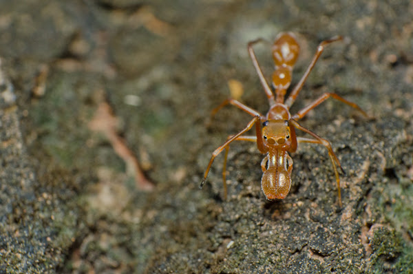 Red Ant-mimicking Spider (Male) | Project Noah