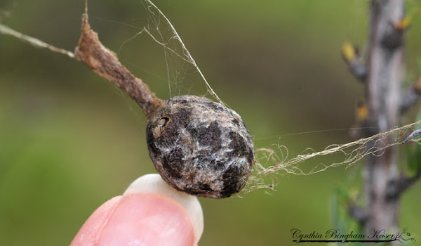 Bolas Spider egg sacs | Project Noah