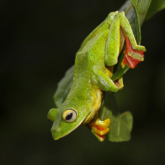 Malabar gliding frog | Project Noah