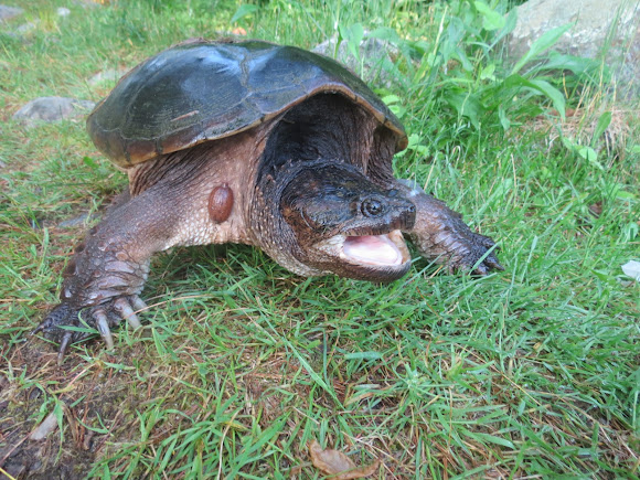 Common snapping turtle | Project Noah