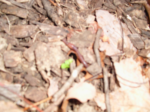 Earth Worm | Project Noah