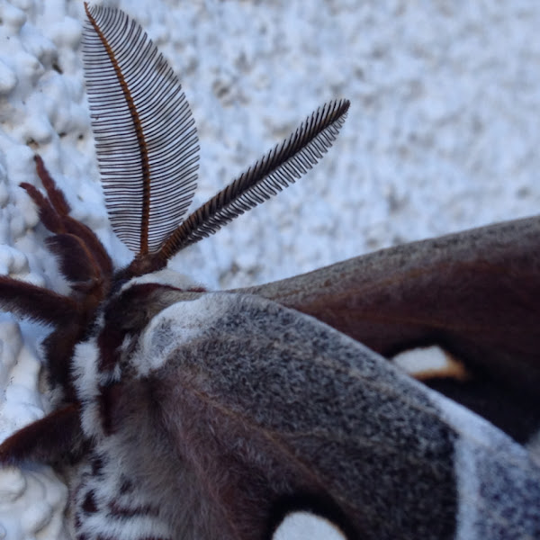 Ceanothus Silk Moth | Project Noah