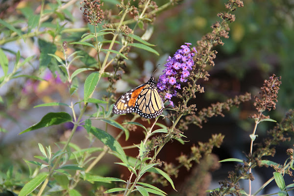 Monarch Butterfly | Project Noah