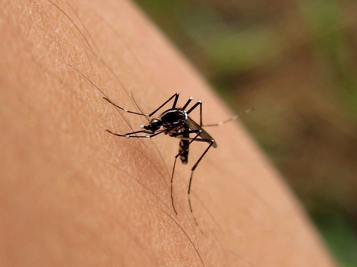 Asian Tiger Mosquito | Project Noah