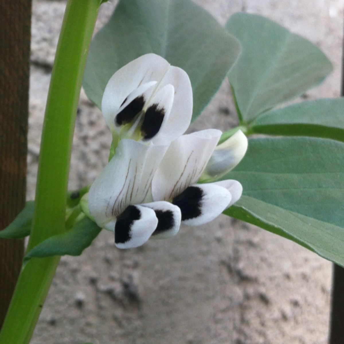 Broad Windsor Bean | Project Noah