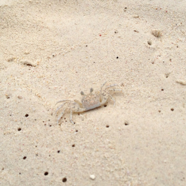 Ghost crab | Project Noah