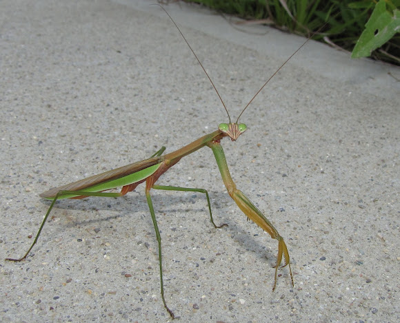 Chinese Mantis (male) | Project Noah