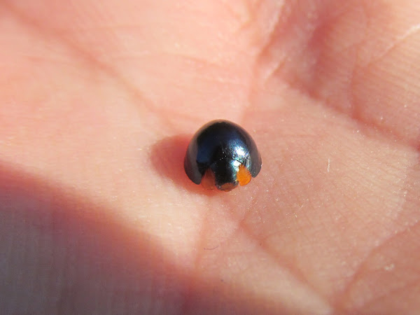 Metallic Blue Lady Beetle | Project Noah