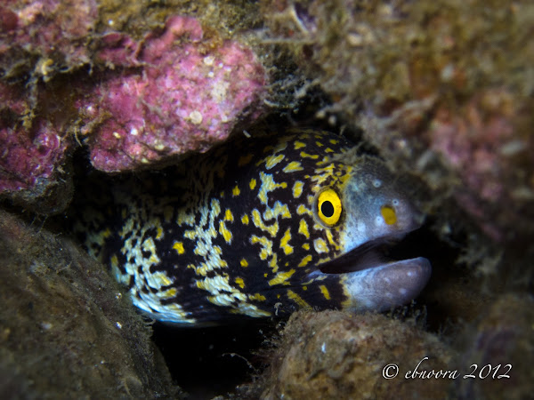 Snowflake Moray Eel, Starry Moray Eel | Project Noah
