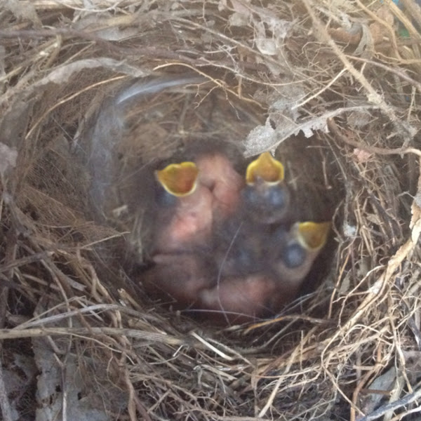 Northern Cardinals | Project Noah