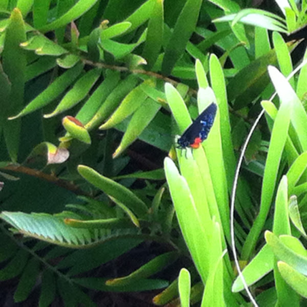 Atala Butterfly | Project Noah