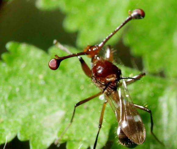 Stalk-eyed fly | Project Noah