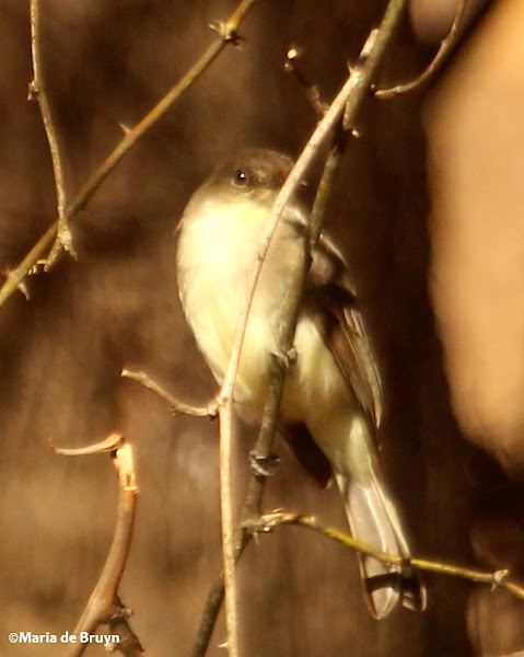 Eastern phoebe | Project Noah