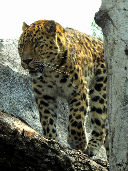 Amur Leopard | Project Noah