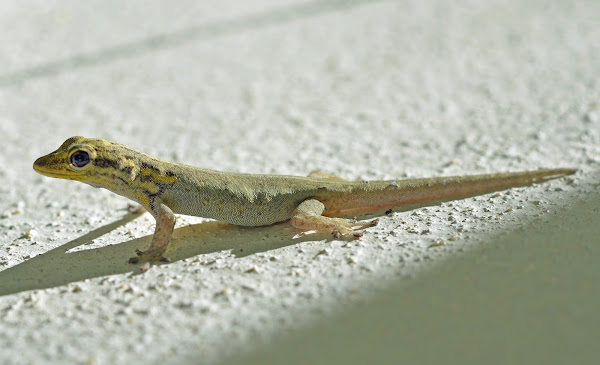 Yellow-headed Dwarf Gecko | Project Noah