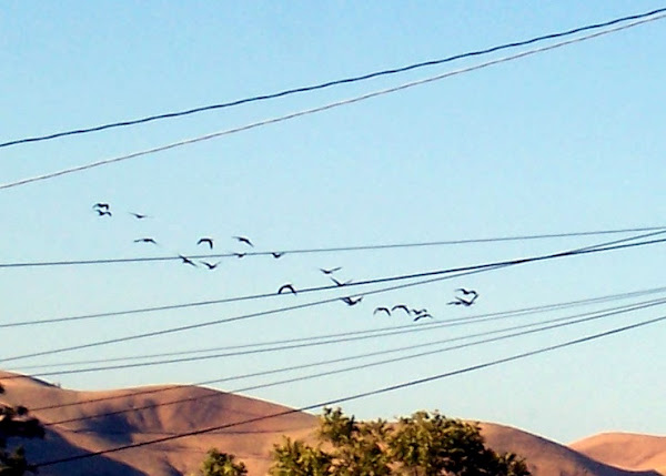 Wild geese | Project Noah