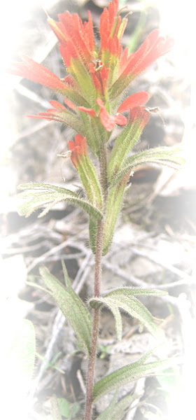 Common Red Paintbrush | Project Noah