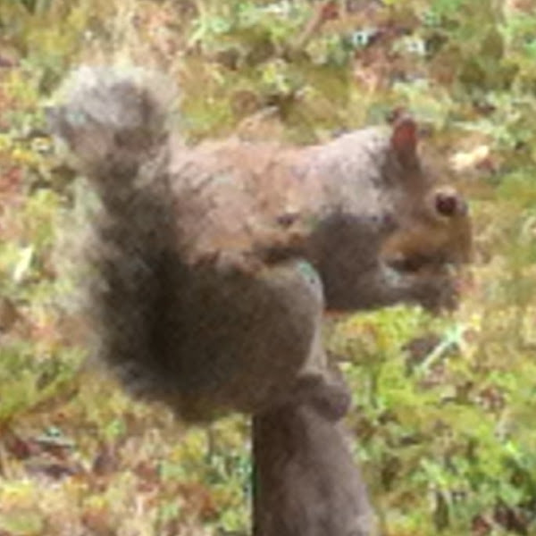 Eastern Gray Squirrel | Project Noah