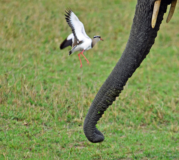 Crowned Lapwing | Project Noah