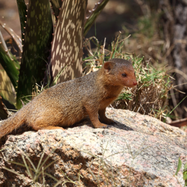 Common Dwarf Mongoose | Project Noah