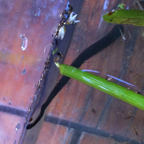 Black leech | Project Noah