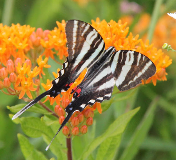 Zebra Swallowtail | Project Noah