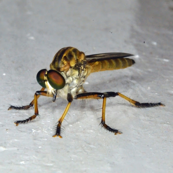 Common Yellow Robber Fly | Project Noah