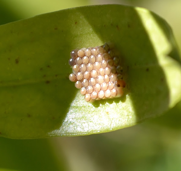 Shield Bug Eggs | Project Noah