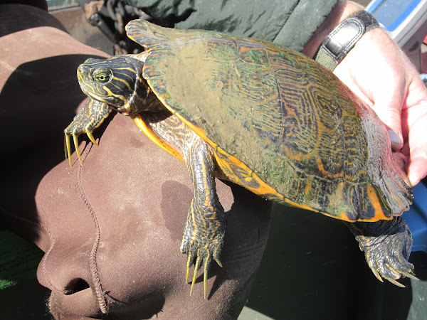 Eastern River Cooter | Project Noah