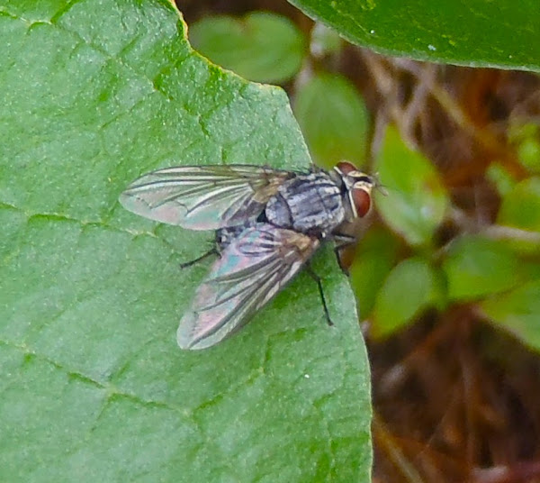 Sarcophagid Fly | Project Noah