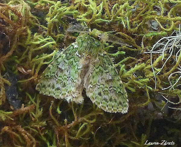 Moss Mimic Moth | Project Noah