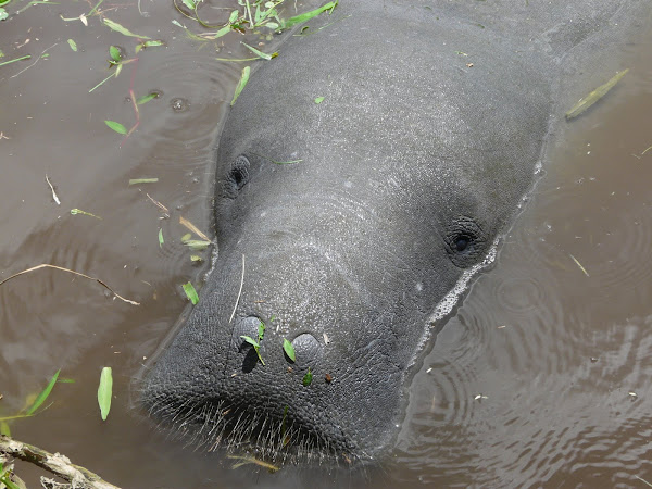West Indian Manatee | Project Noah