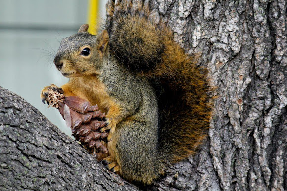 Eastern Fox Squirrel | Project Noah