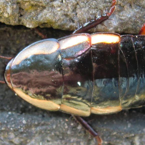 Shining cockroach | Project Noah