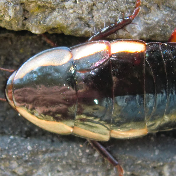 Shining cockroach | Project Noah