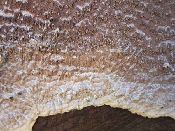 Crust fungi sp. | Project Noah