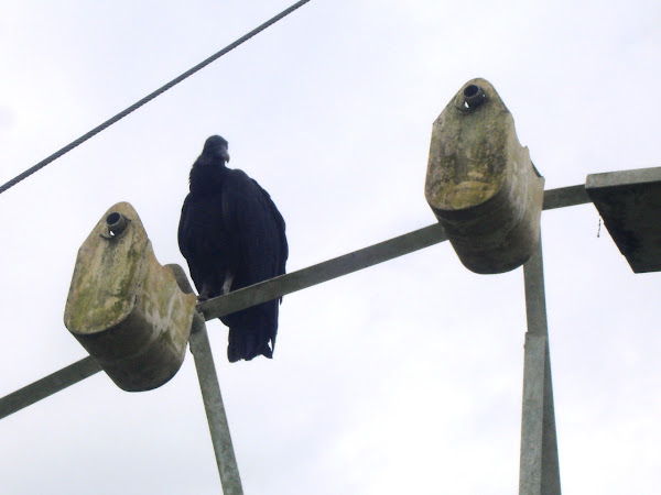 Gallinazo Común - Black Vulture | Project Noah