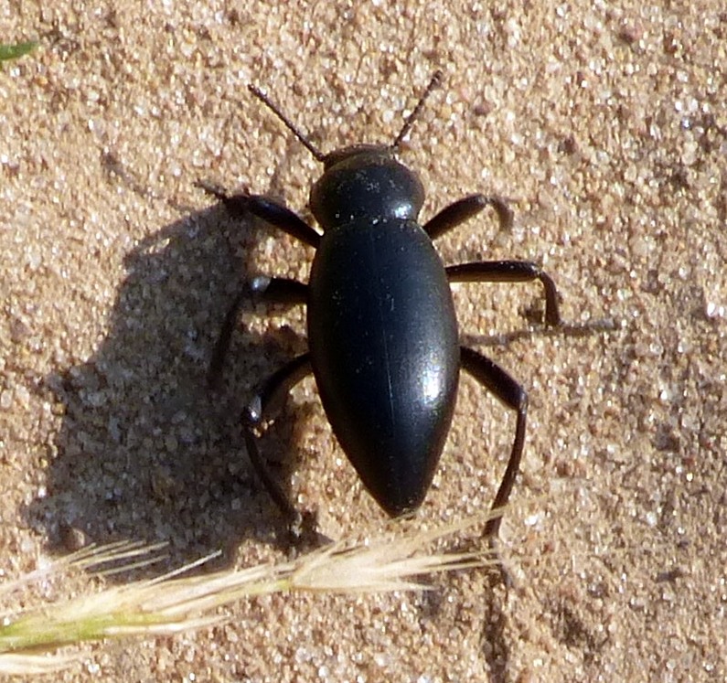 Stink Beetle | Project Noah