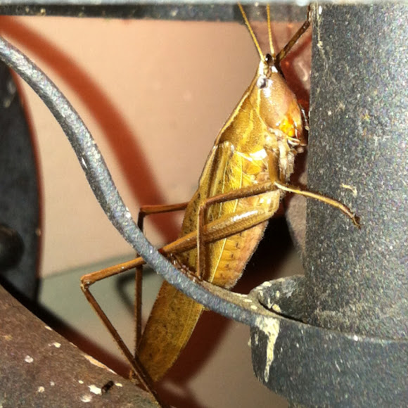 Common Coneheads | Project Noah