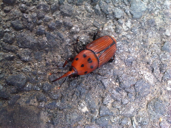Red Palm Weevil | Project Noah